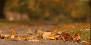 Crisp and Golden as an Apple: Welcome Autumn with 13 Fall GIFs – The ...